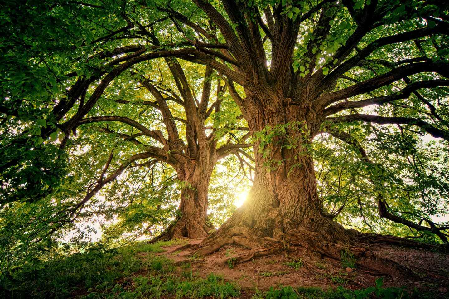 Splendor and Majesty ~ The Trees of the Field Clap Their Hands – Soul Water